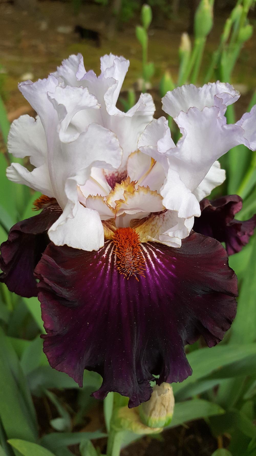 Photo of the bloom of Tall Bearded Iris (Iris 'Starring') posted by ...