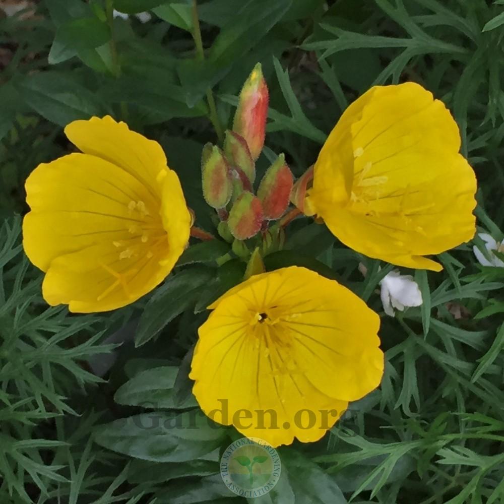 Photo of the bloom of Sundrops (Oenothera tetragona 'Fireworks') posted ...