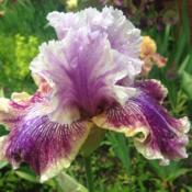 Photo of the bloom of Tall Bearded Iris (Iris 'Die Laughing') posted by ...