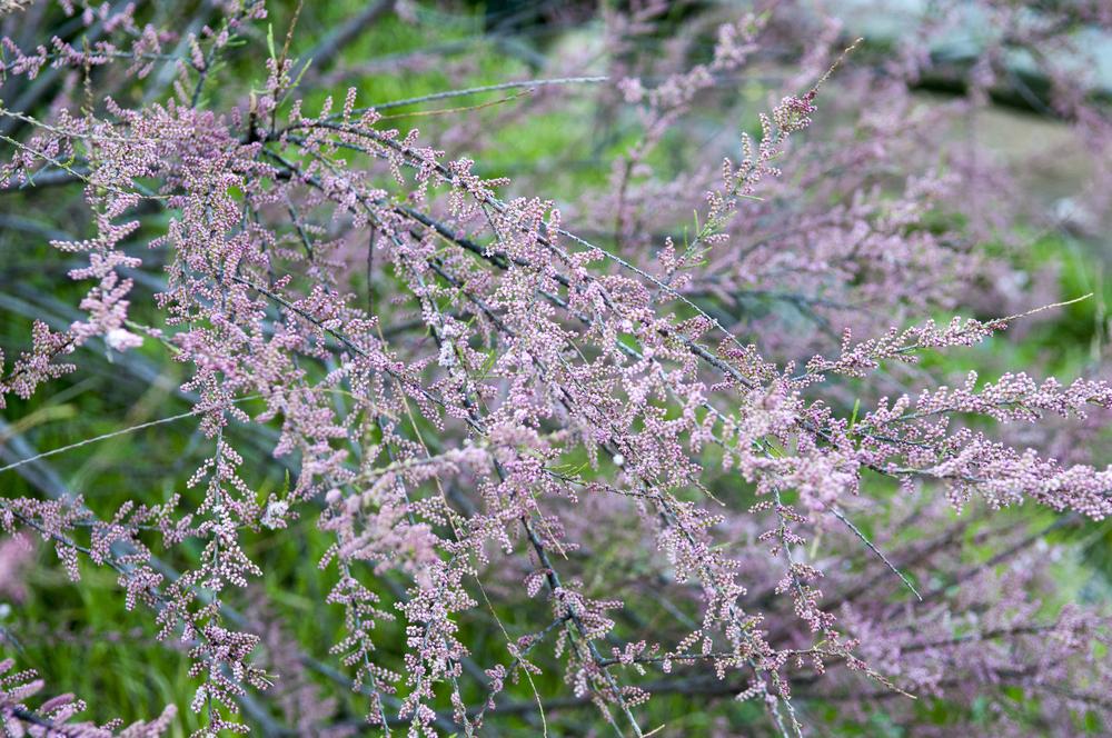 Photo of the closeup of buds, sepals and receptacles of Tamarisk ...
