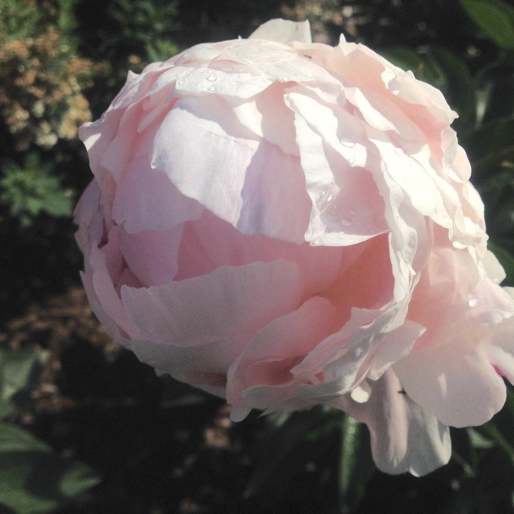 Photo of the bloom of Peony (Paeonia lactiflora 'Moon River') posted by ...