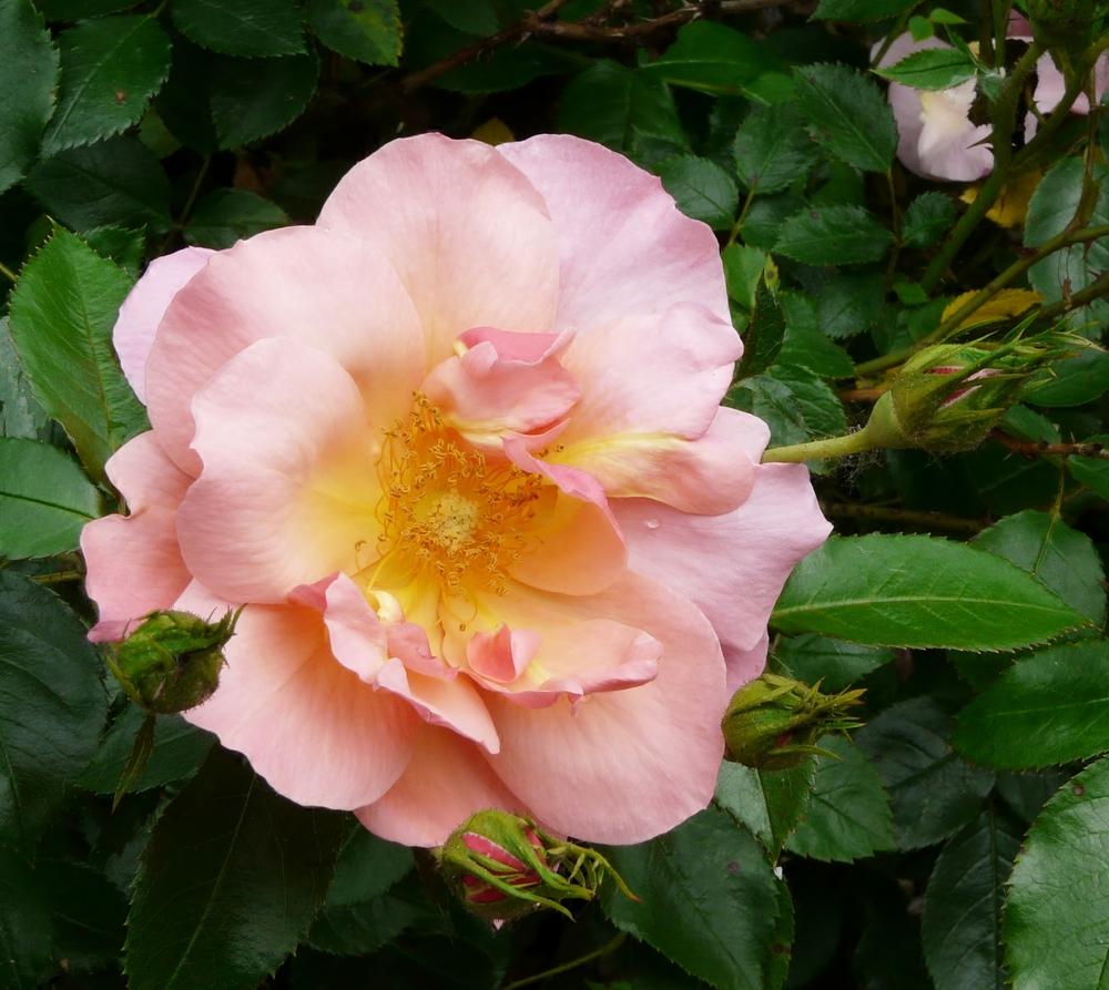 Photo of the bloom of Rose (Rosa 'Sunrise Sunset') posted by cwhitt ...