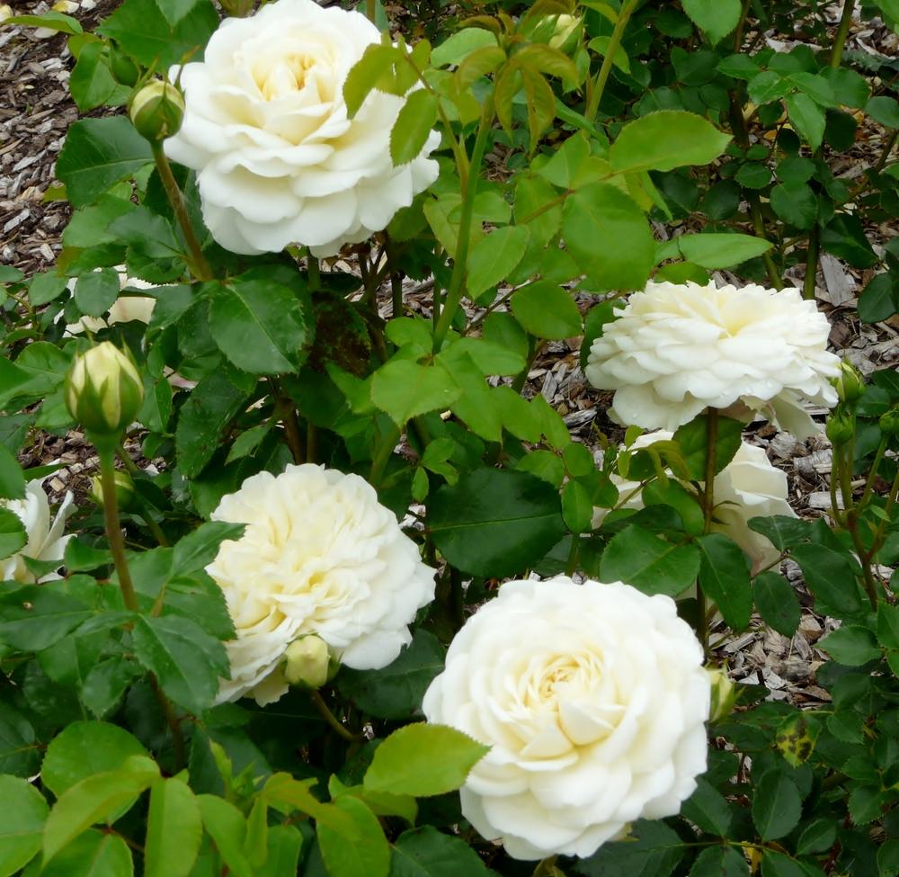Photo of the bloom of Rose (Rosa 'Tranquillity') posted by cwhitt ...