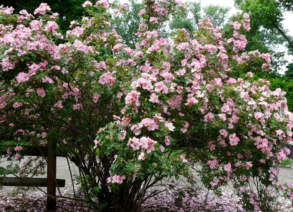 Photo of the entire plant of Rose (Rosa 'Polar Joy') posted by cwhitt ...