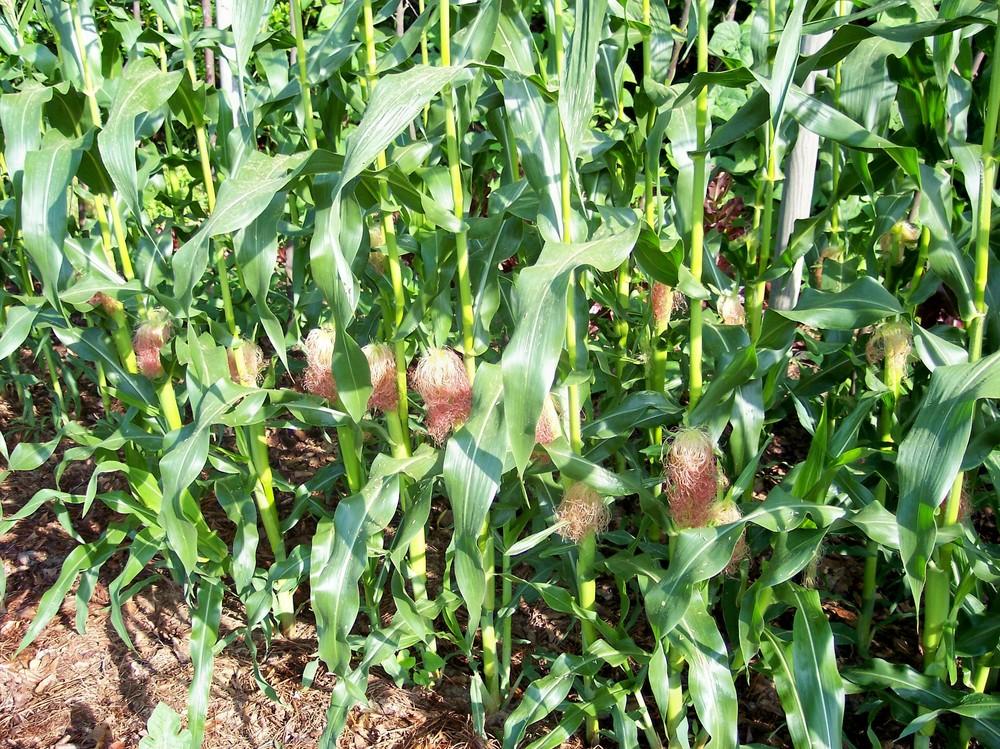 Sweet Corn (Zea mays 'Primus') in the Corn Database - Garden.org