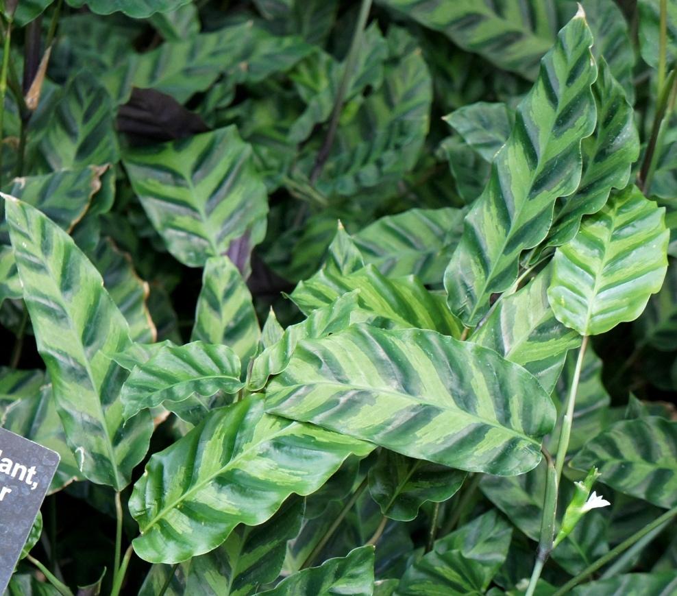 Calathea (Goeppertia louisae) - Garden.org