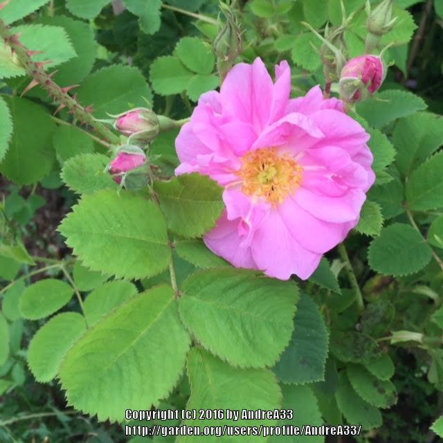 Photo of the bloom of Reblooming Damask Rose (Rosa 'Autumn Damask ...