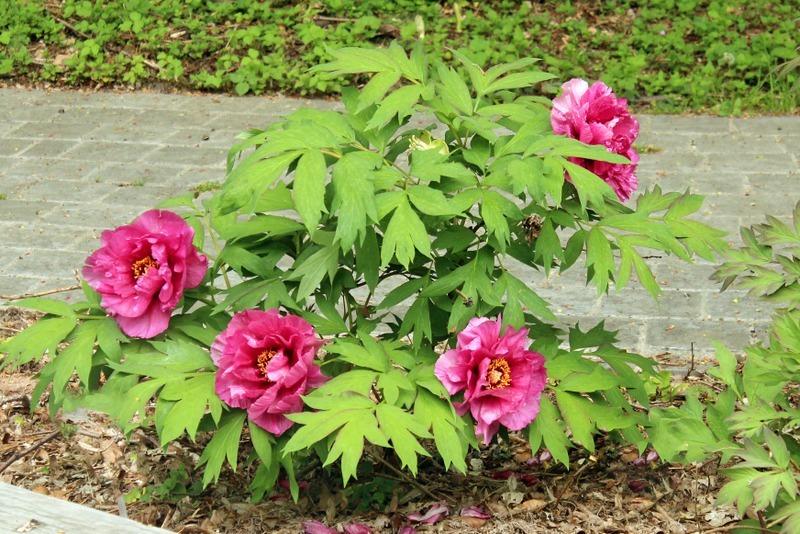 Photo of the entire plant of Lutea Hybrid Tree Peony (Paeonia 'Leda ...