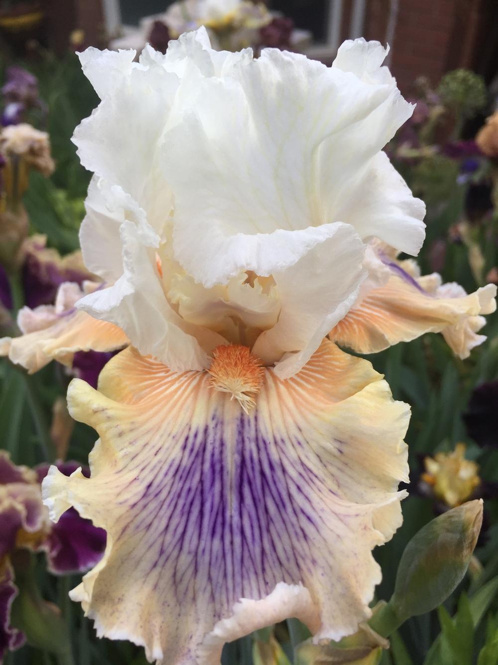 Photo of the bloom of Tall Bearded Iris (Iris 'All About Me') posted by ...