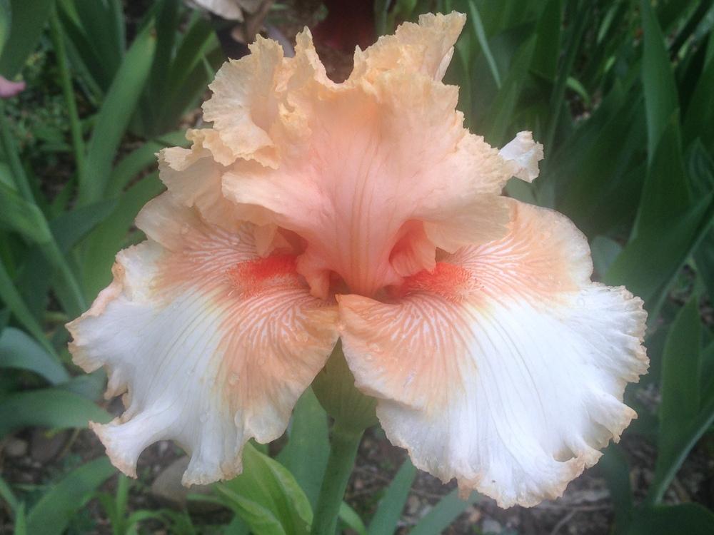 Tall Bearded Iris (Iris 'Tropical Magic') in the Irises Database ...