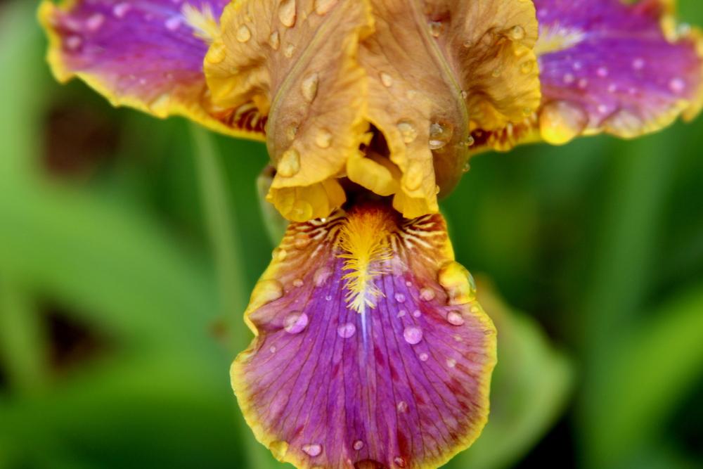 Photo of the bloom of Miniature Tall Bearded Iris (Iris 'Sari's Dance ...