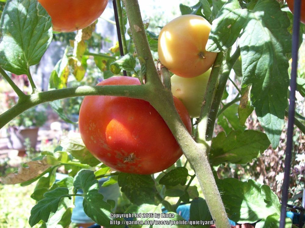 Tomato (Solanum lycopersicum 'Solar Fire') in the Tomatoes Database ...