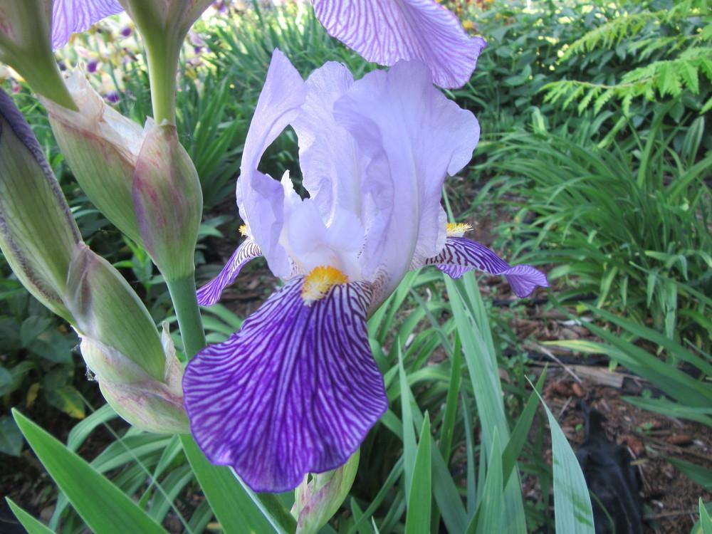 Tall Bearded Iris (Iris 'Neglecta') in the Irises Database - Garden.org
