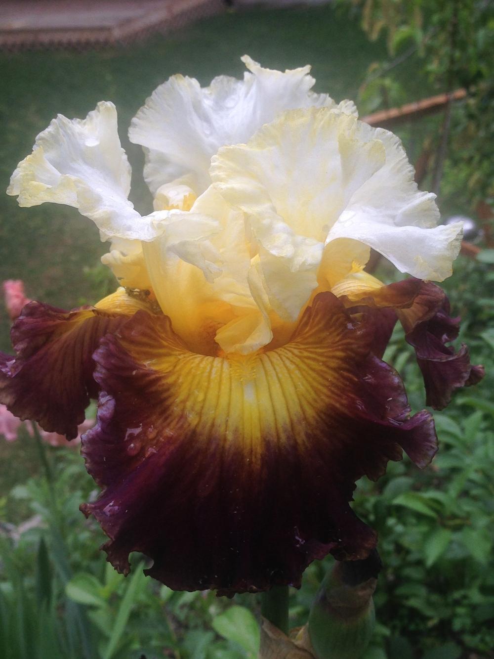Photo of the bloom of Tall Bearded Iris (Iris 'Fusion') posted by ...