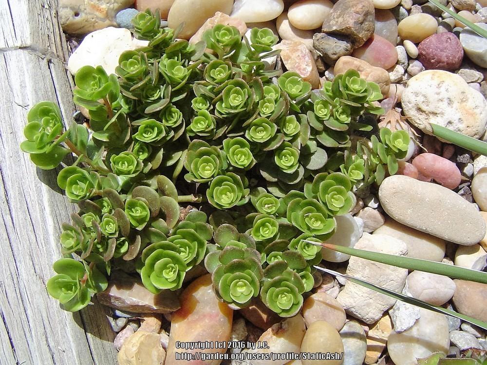 Sedums: Plant Care and Collection of Varieties - Garden.org