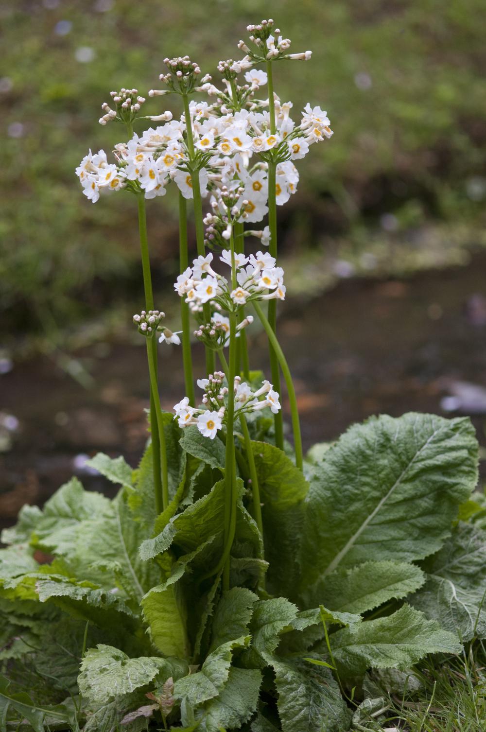 Photo of the entire plant of Japanese Primrose (Primula japonica ...