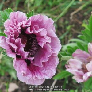 Poppy (Papaver orientale 'Harlem') in the Poppies Database - Garden.org