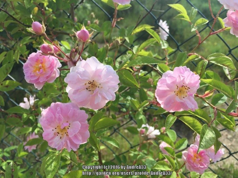 Rose (Rosa 'Paul's Himalayan Musk Rambler') in the Roses Database ...