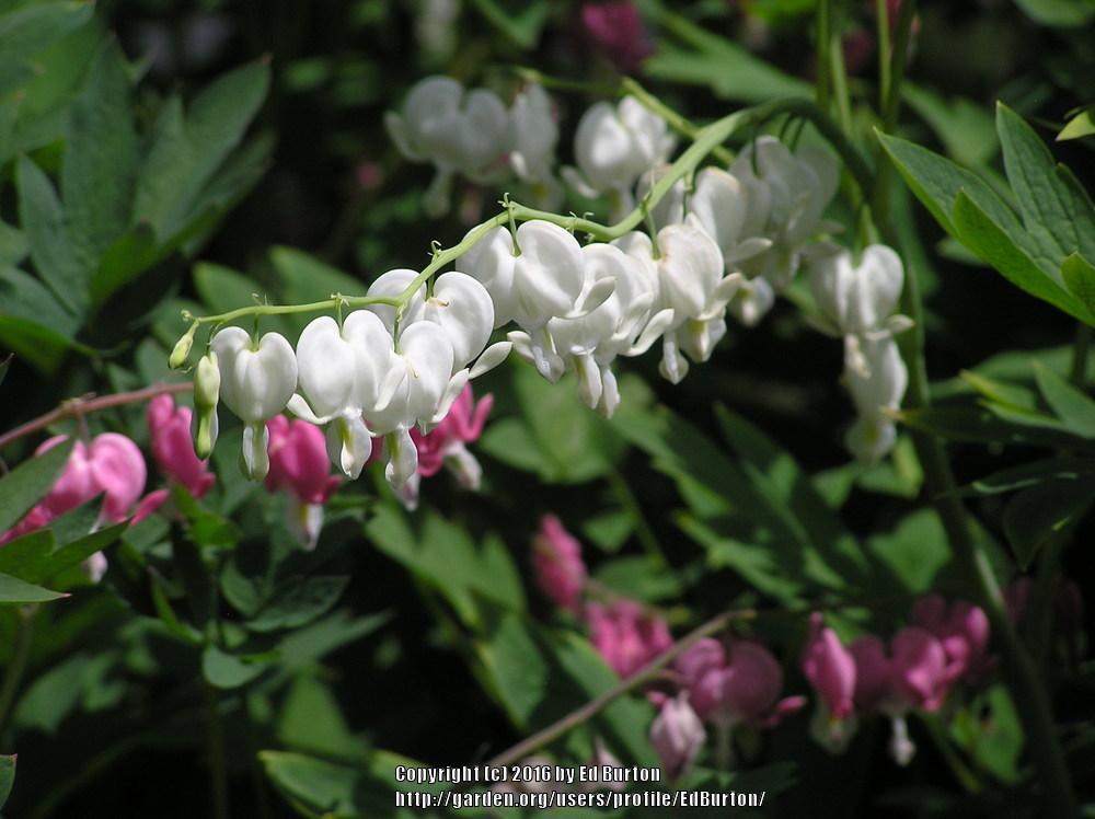 Bleeding Hearts: Plant Care and Collection of Varieties - Garden.org