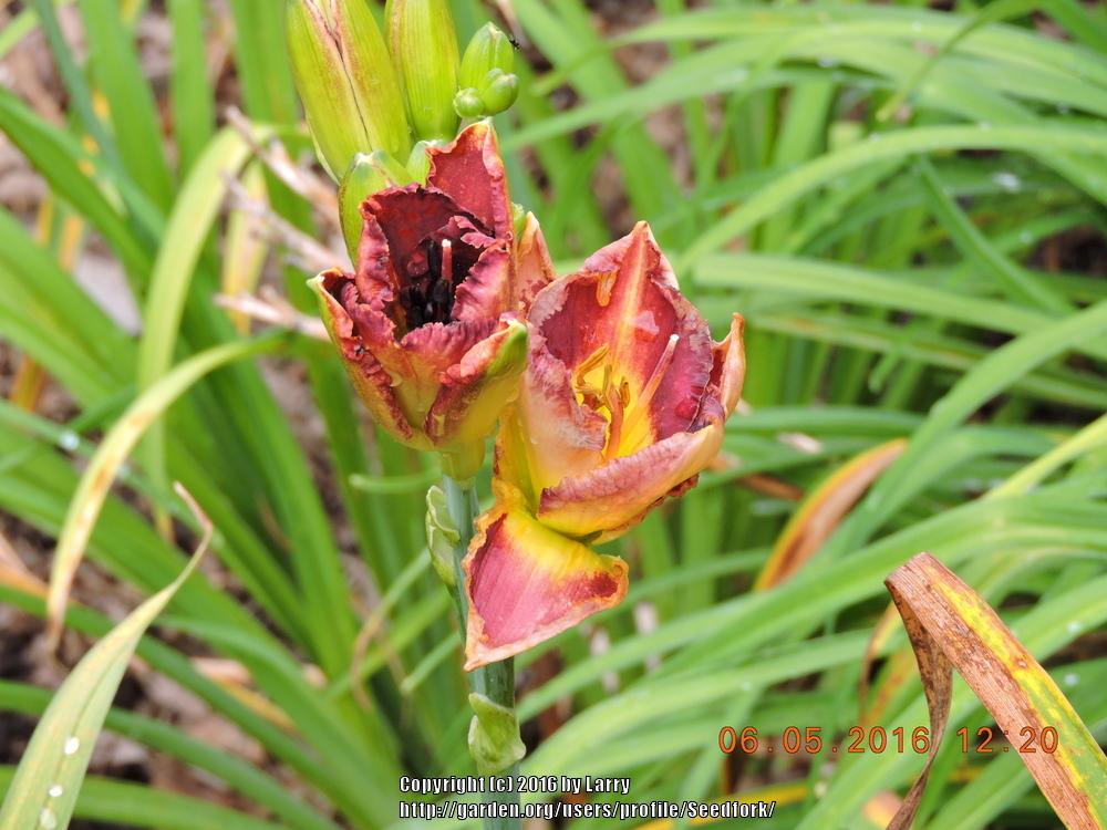 June Blooms 2016 in the Daylilies forum - Garden.org