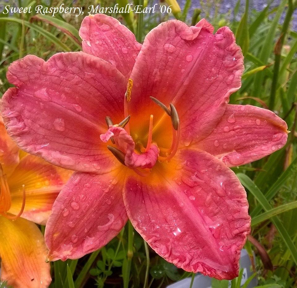 Daylily (Hemerocallis 'Sweet Raspberry') in the Daylilies Database ...