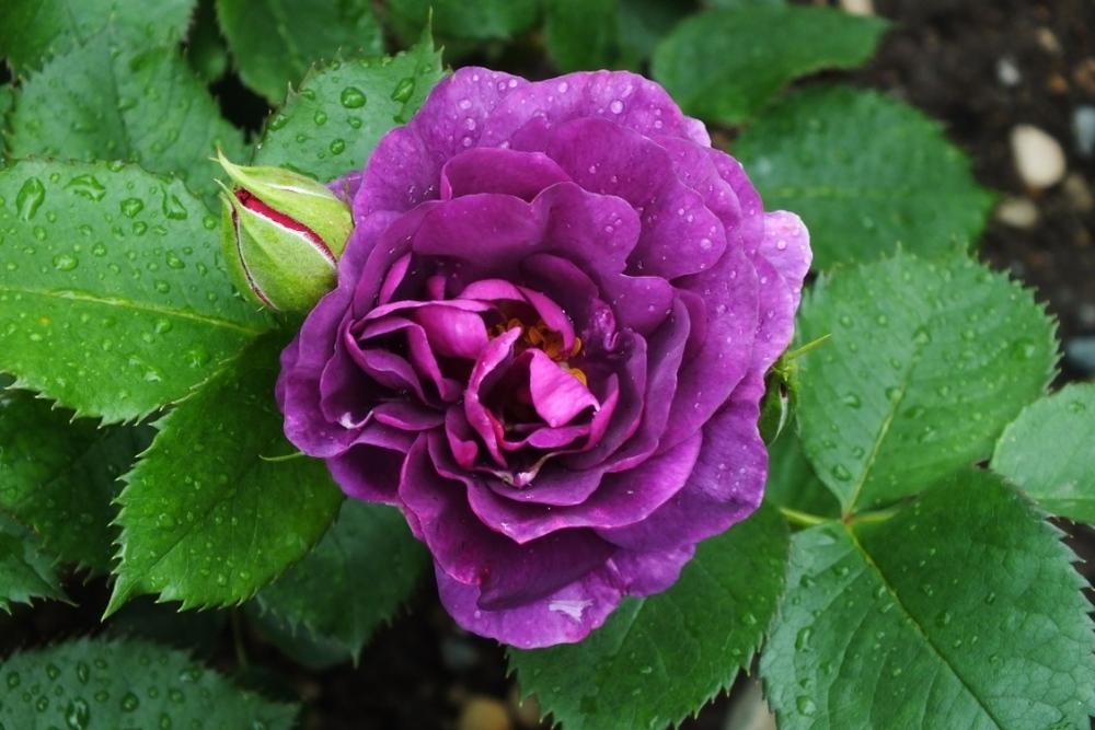 Photo of the bloom of Rose (Rosa 'Minerva') posted by sunnyvalley ...