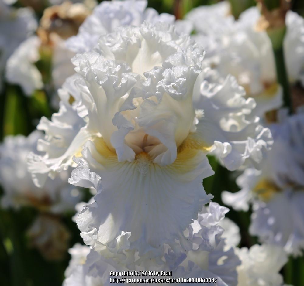 Photo of the bloom of Tall Bearded Iris (Iris 'Winter's Smile') posted ...