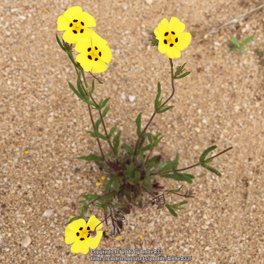 Tuberaria guttata - Garden.org