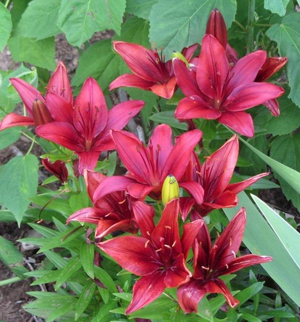 Lily (Lilium 'Tiny Missile') in the Lilies Database - Garden.org