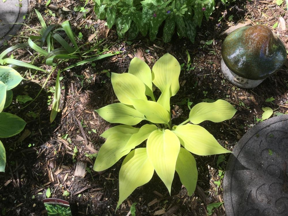 Hosta 'Prairie Moon' in the Hostas Database - Garden.org