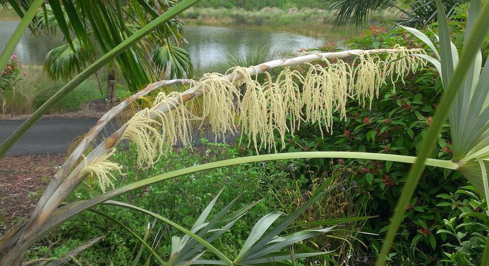Key Thatch Palm (Thrinax morrisii) - Garden.org
