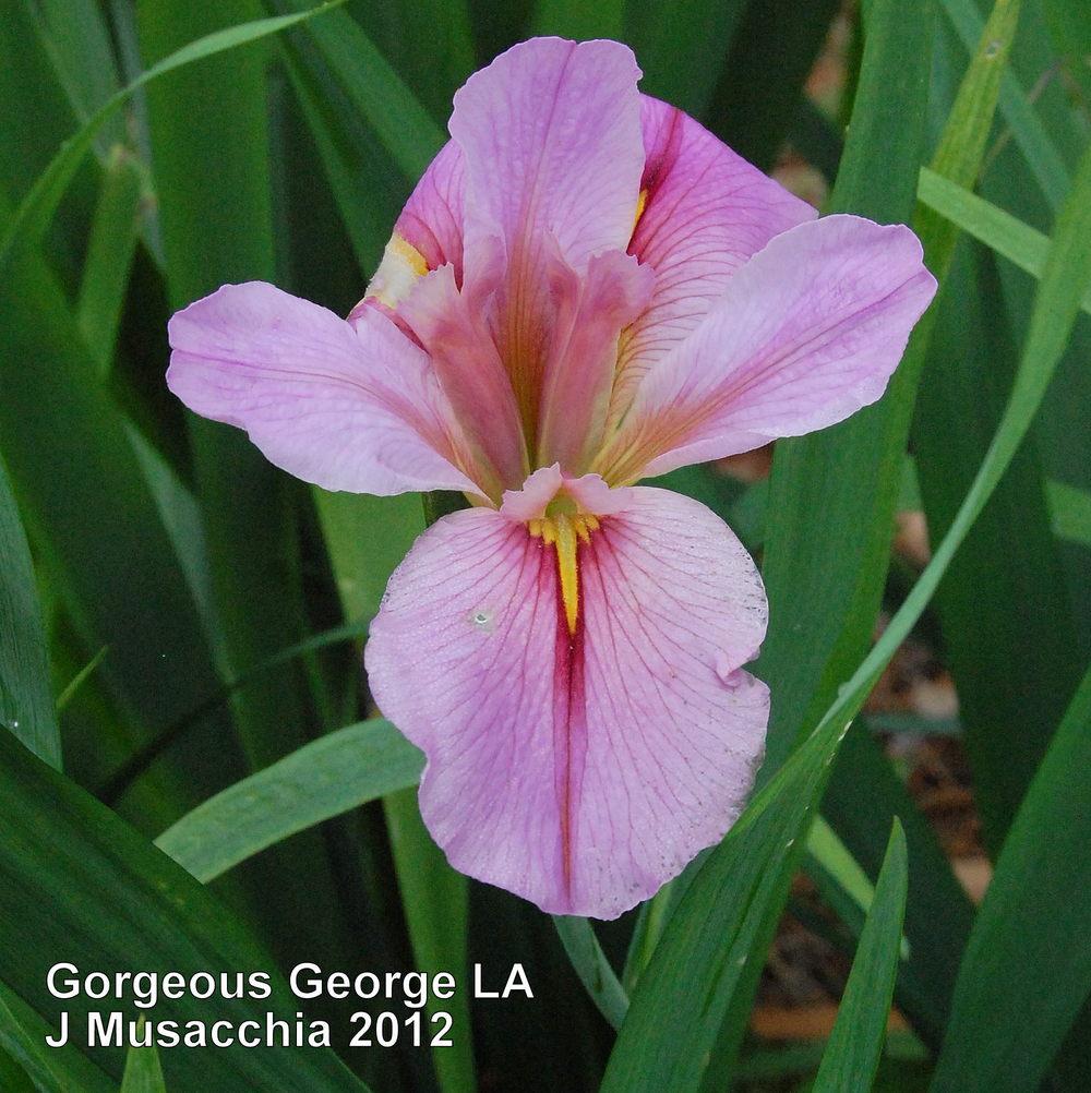 Louisiana Iris (Iris 'Gorgeous George') in the Irises Database - Garden.org
