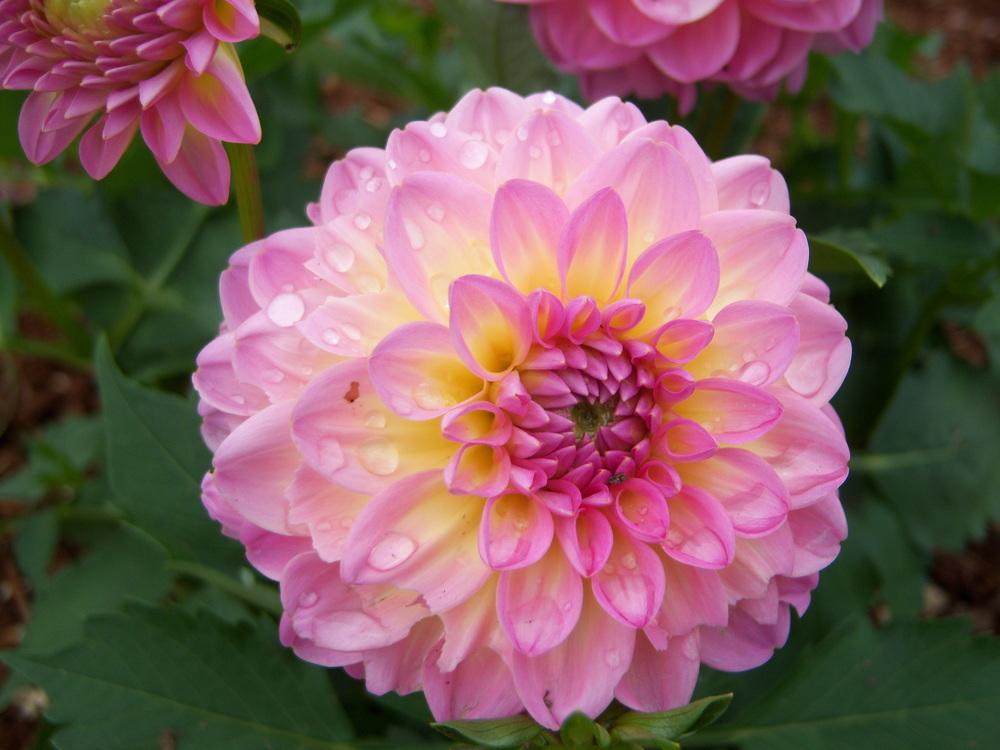 Small Decorative Dahlia (Dahlia Gallery® Rubens) in the Dahlias ...