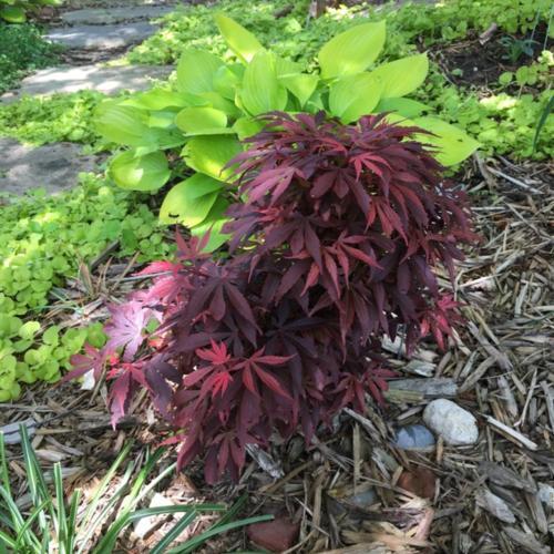 Japanese Maple (Acer palmatum 'Fireball') - Garden.org
