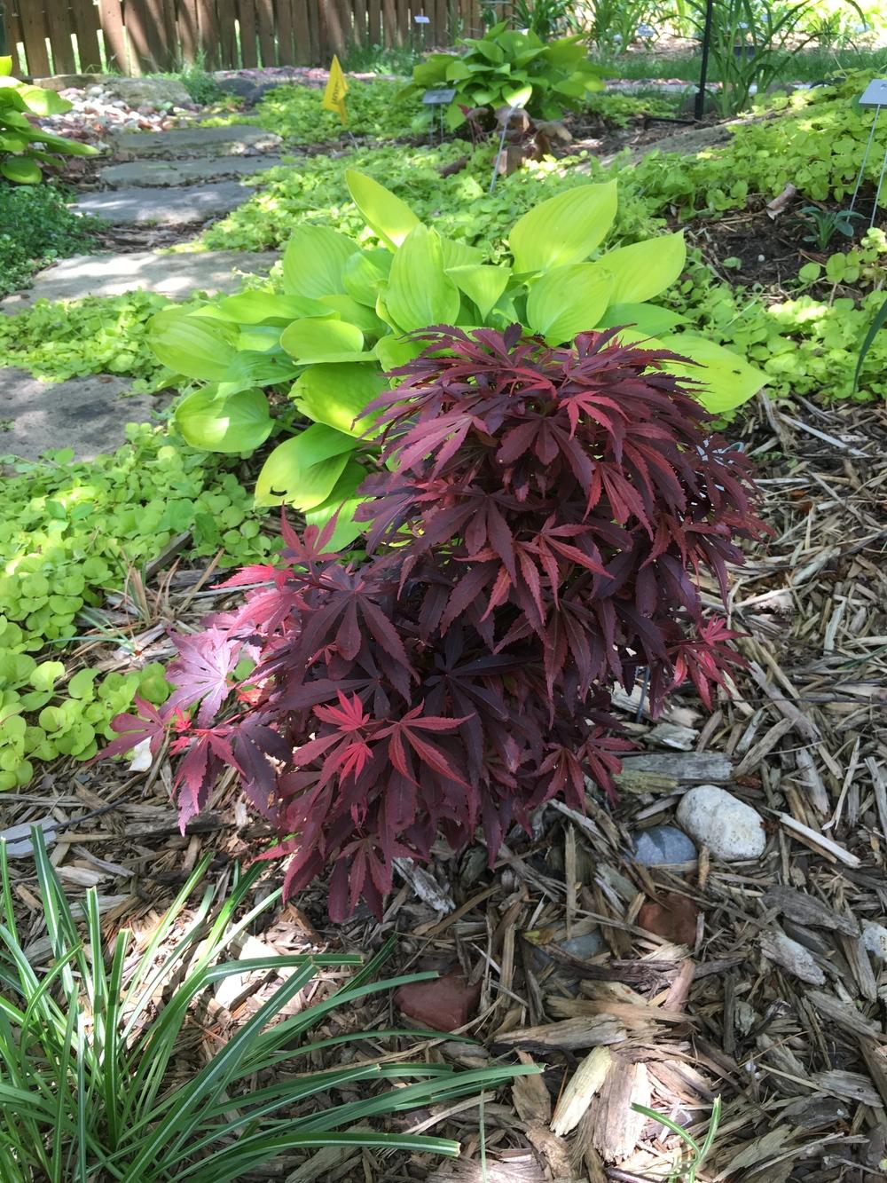 Japanese Maple (Acer palmatum 'Fireball') - Garden.org