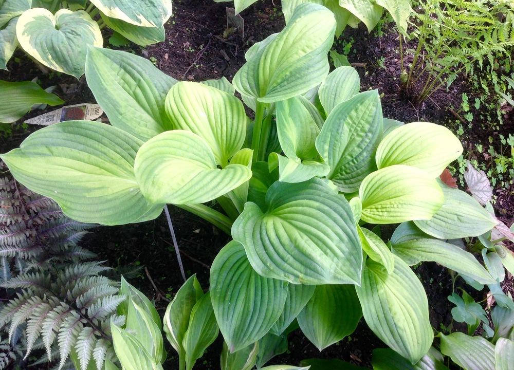 Hosta 'Corn Belt' in the Hostas Database - Garden.org