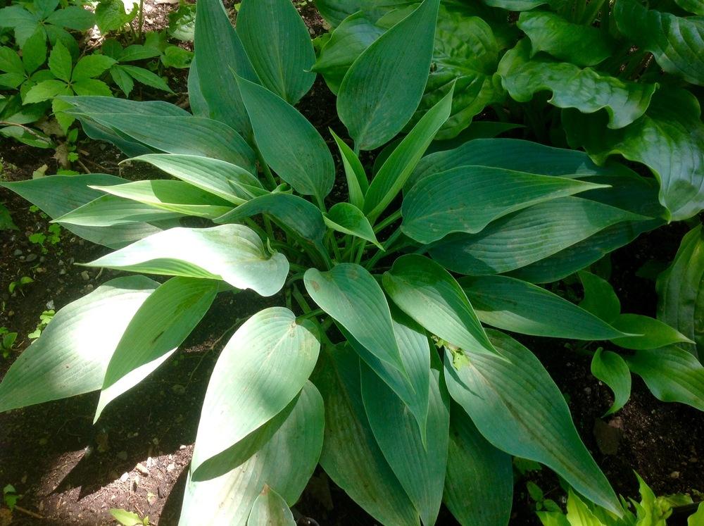 Hosta 'Awakening Angel' in the Hostas Database - Garden.org