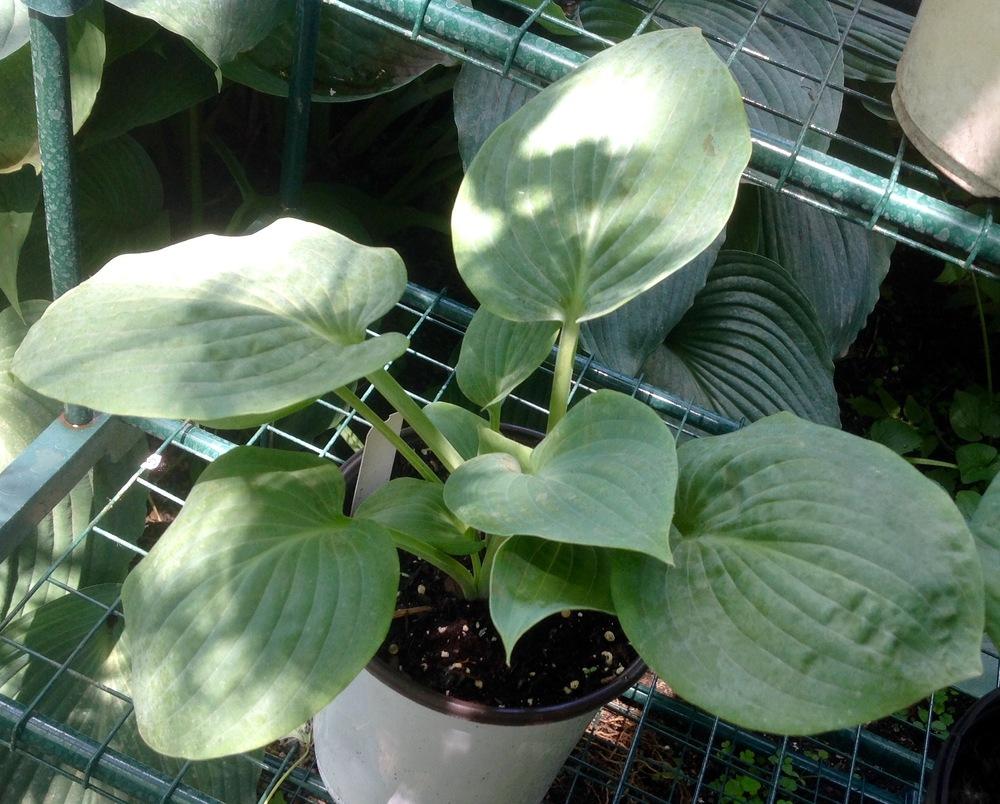 Hosta 'Denim Jacket' in the Hostas Database - Garden.org