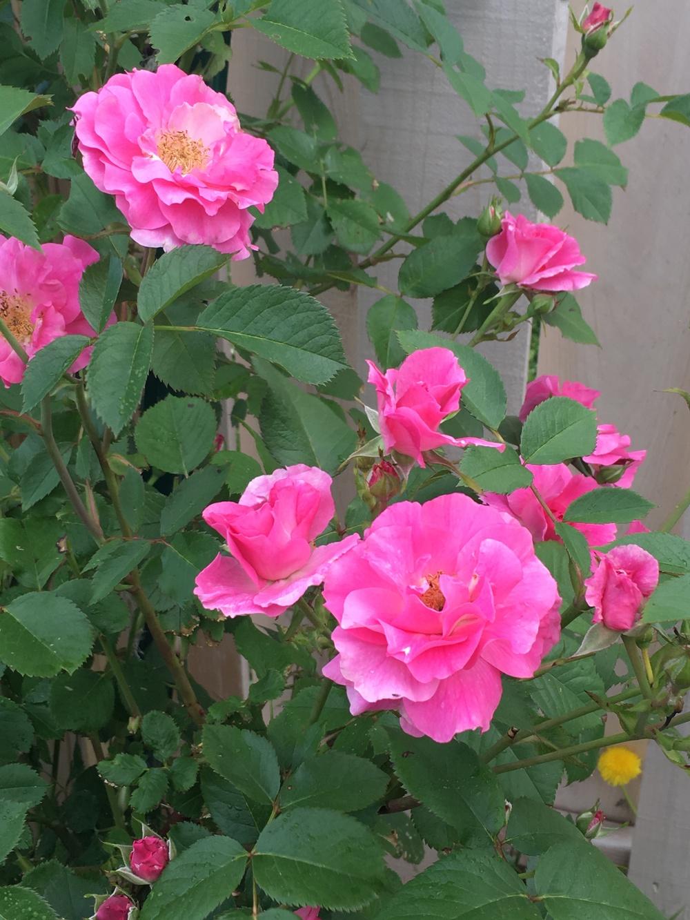 Photo of the bloom of Rose (Rosa 'Morden Centennial') posted by ...