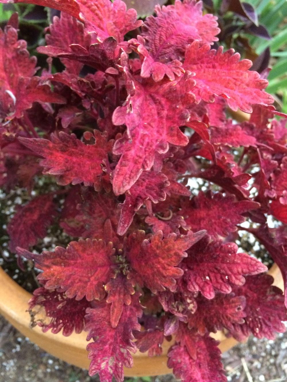 Coleus (Coleus scutellarioides Stained Glassworks™ Copper) in the ...