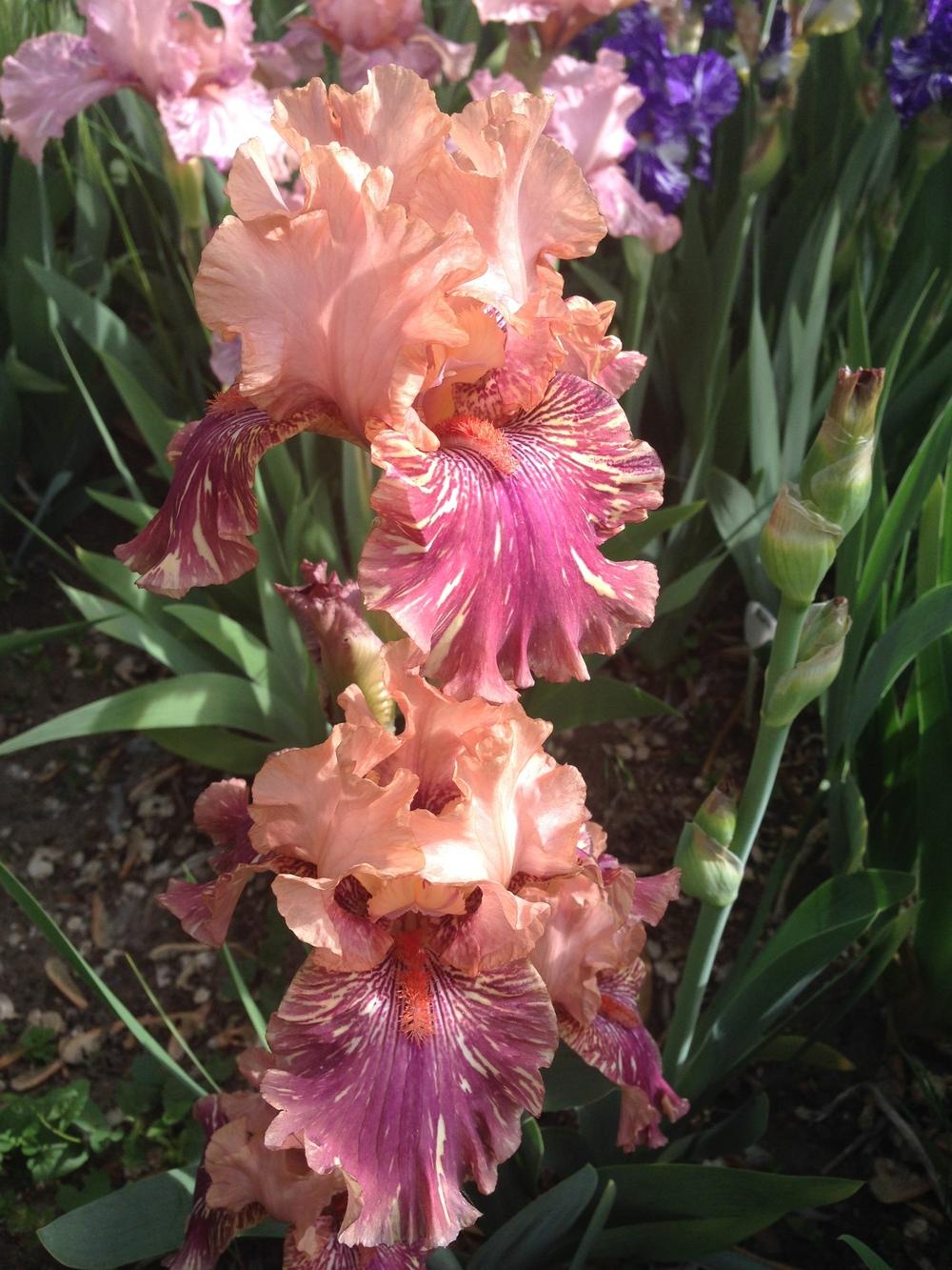 Border Bearded Iris (Iris 'Emu Zing') in the Irises Database - Garden.org