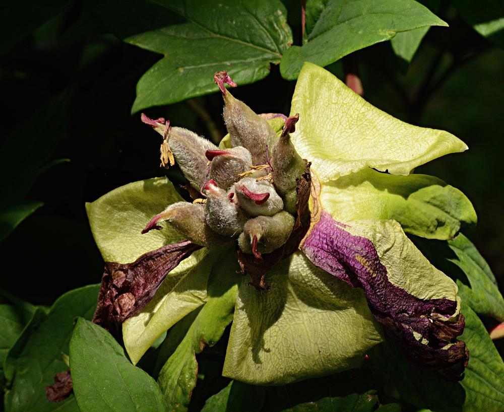 Photo of the stamens, filaments and pistils of Japanese Tree Peony ...