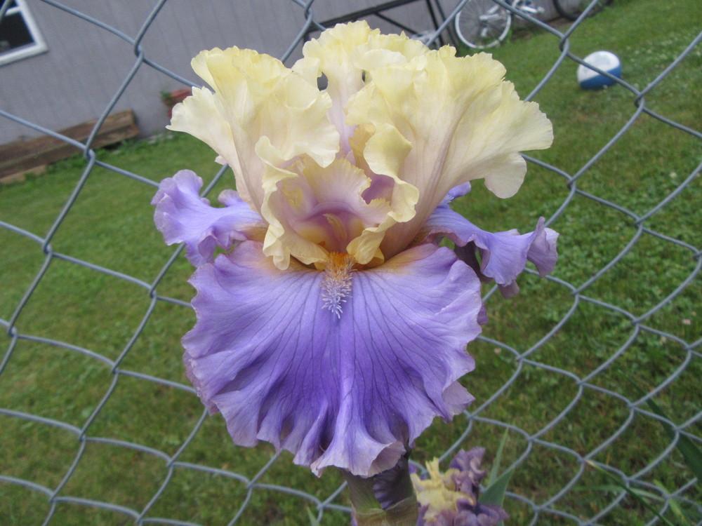 Photo of the bloom of Tall Bearded Iris (Iris 'Dancing Days') posted by ...
