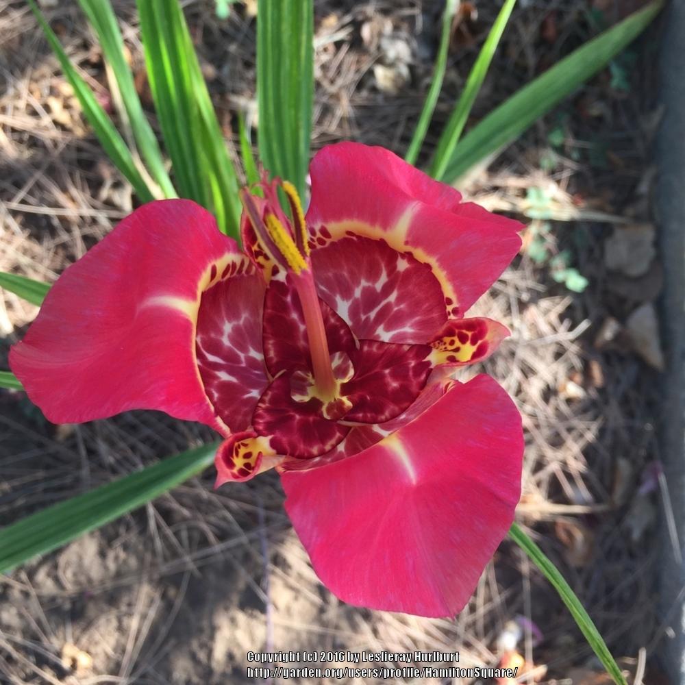 Photo of the bloom of Mexican Shell Flower (Tigridia pavonia) posted by ...