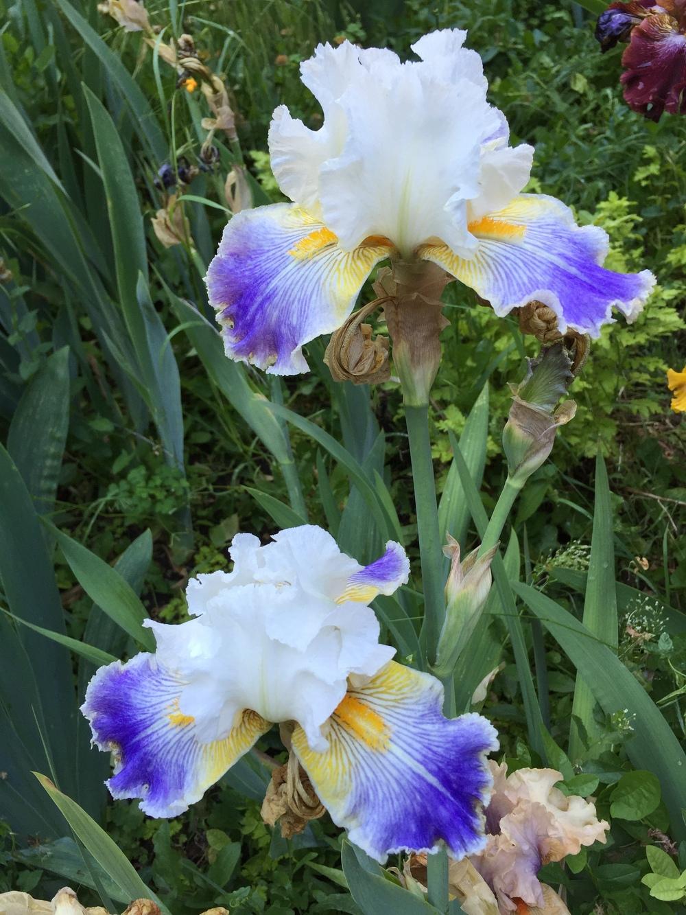 Photo of the bloom of Tall Bearded Iris (Iris 'Wild Angel') posted by ...