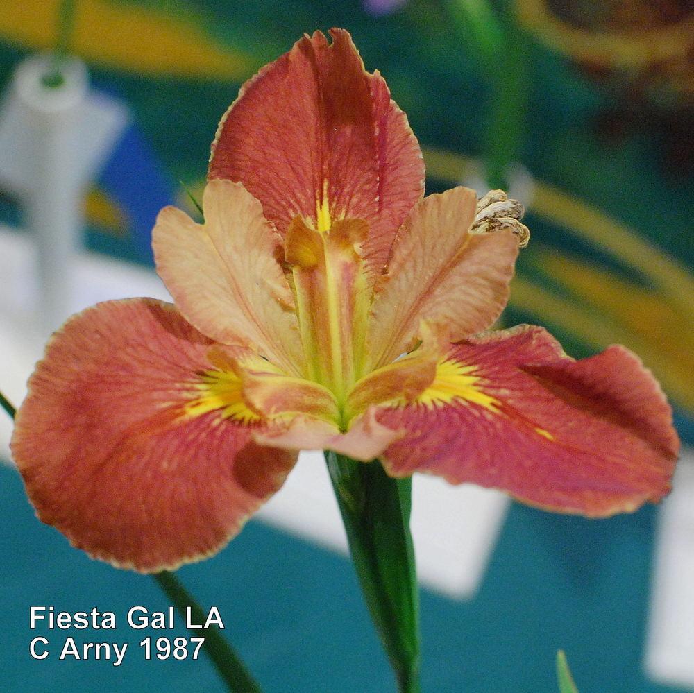 Louisiana Iris (Iris 'Fiesta Gal') in the Irises Database - Garden.org