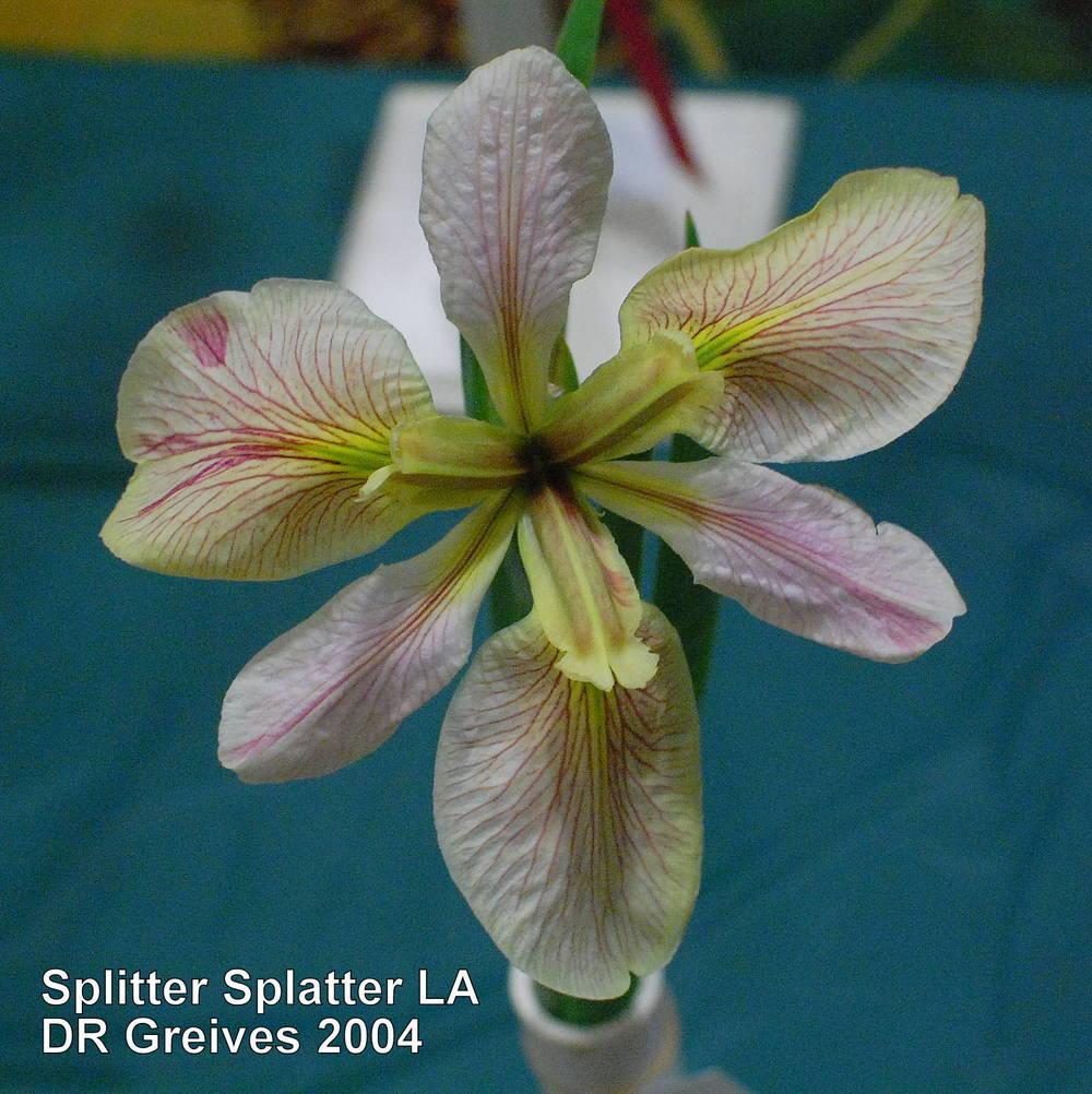 Photo of the bloom of Louisiana Iris (Iris 'Splitter Splatter') posted ...