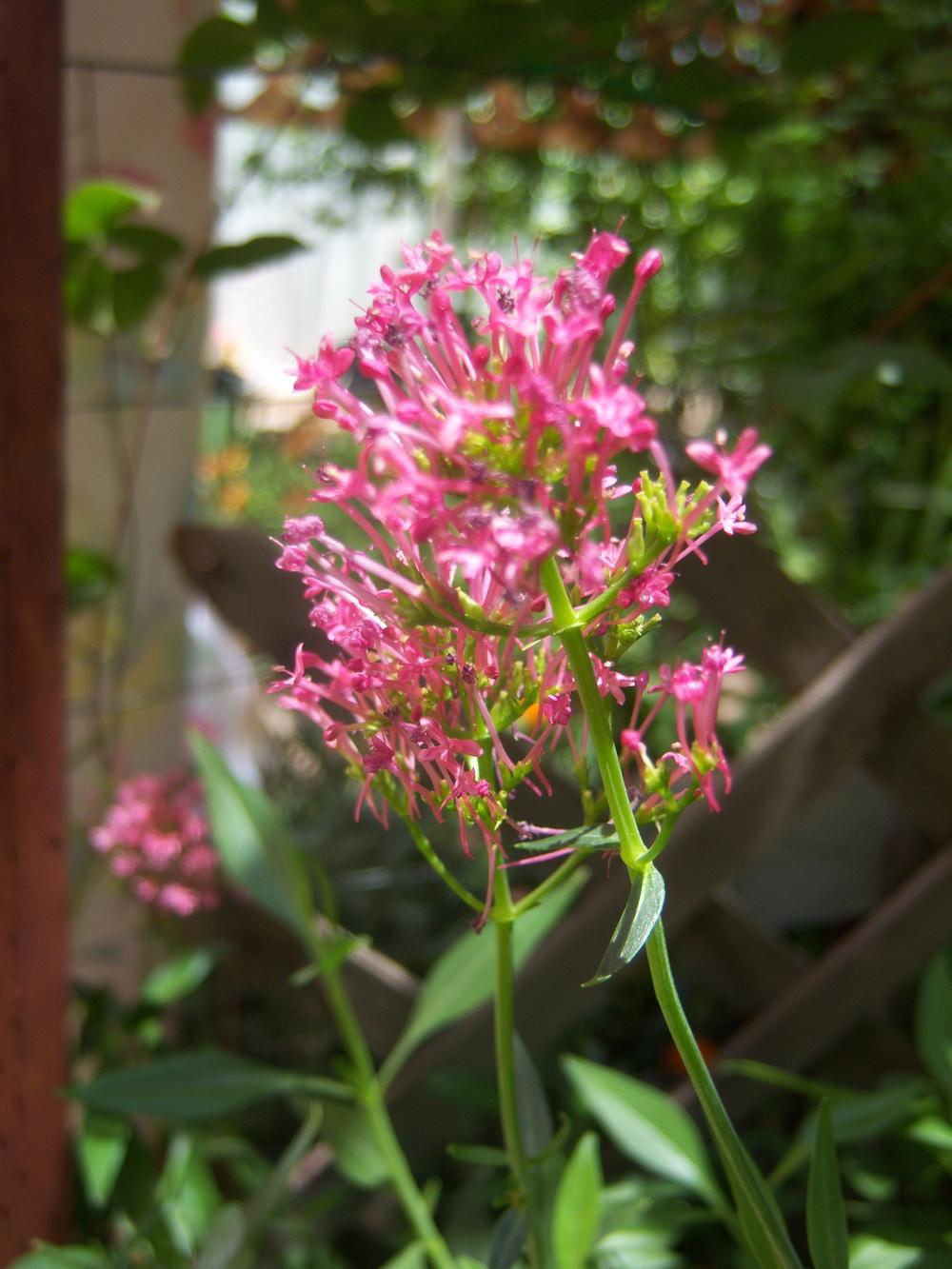 Photo of the bloom of Jupiter's Beard (Centranthus ruber) posted by ...