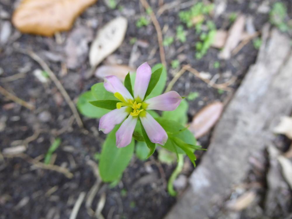 Coastal Rose Gentian (Sabatia calycina) - Garden.org