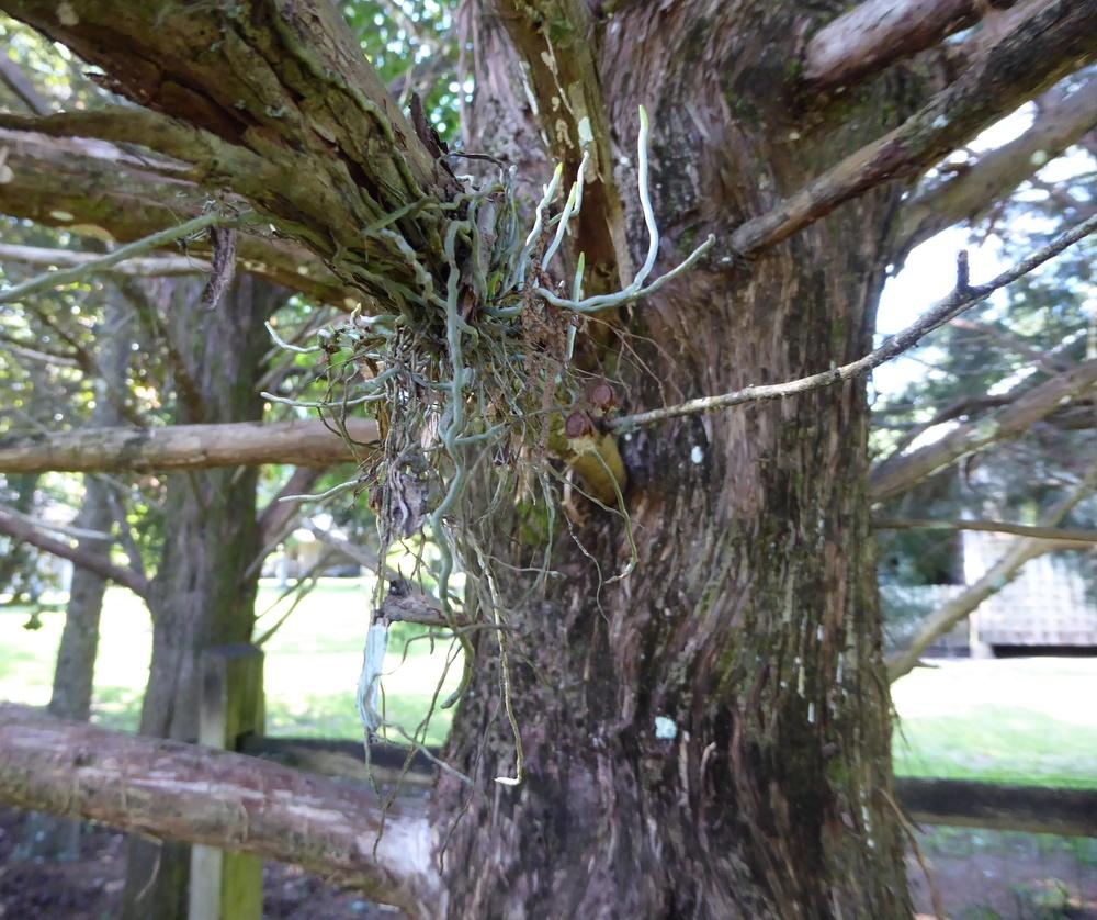 Photo of the entire plant of Jingle Bell Orchid (Dendrophylax porrectus ...